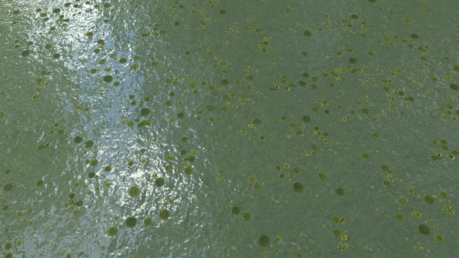 Texture Lake with water lilies Textures VR / AR / low-poly | CGTrader