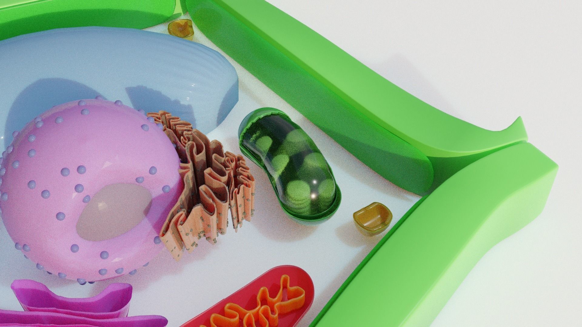 Plant Cell Model free 3D model | CGTrader