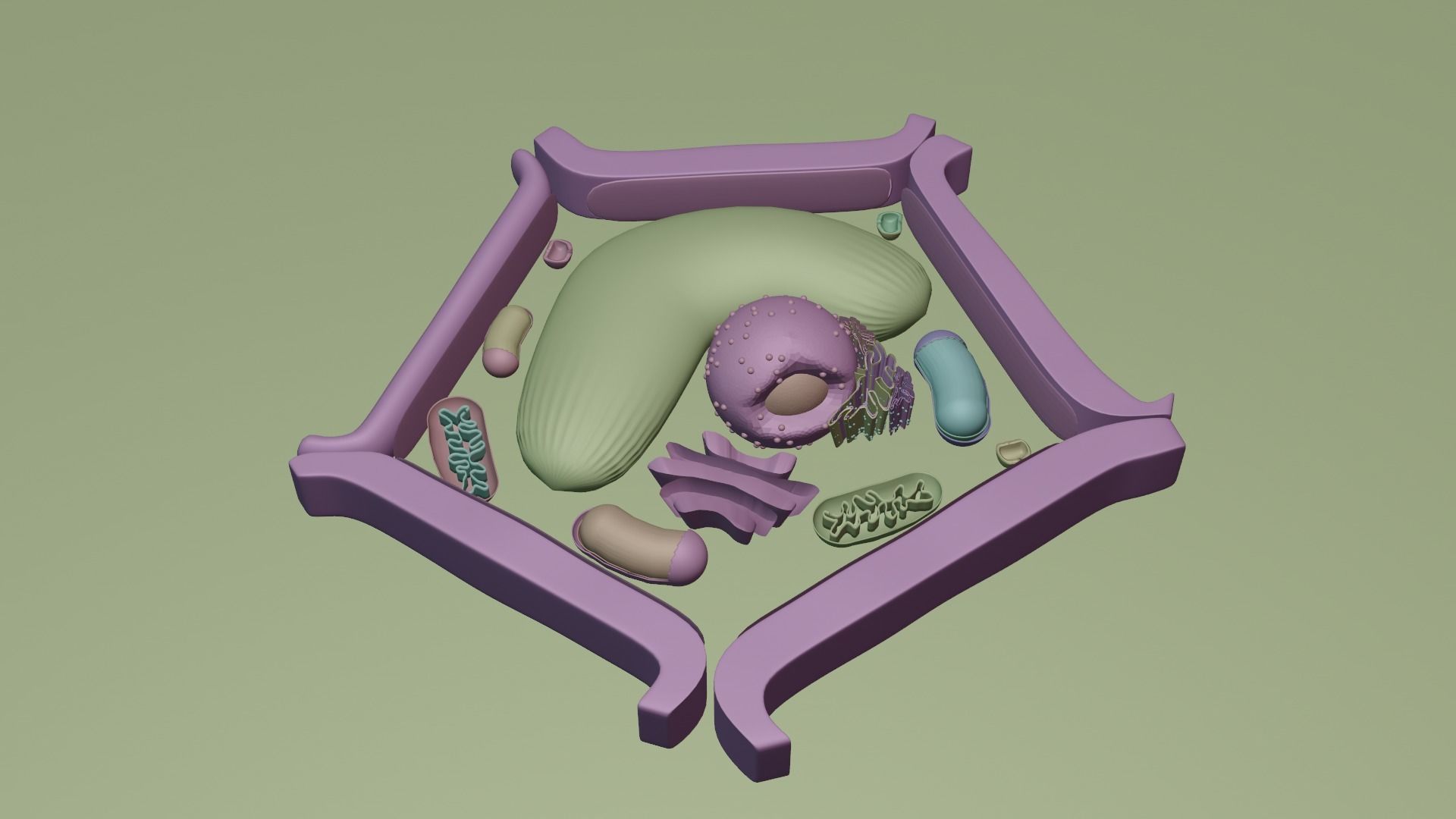Plant Cell Model free 3D model | CGTrader