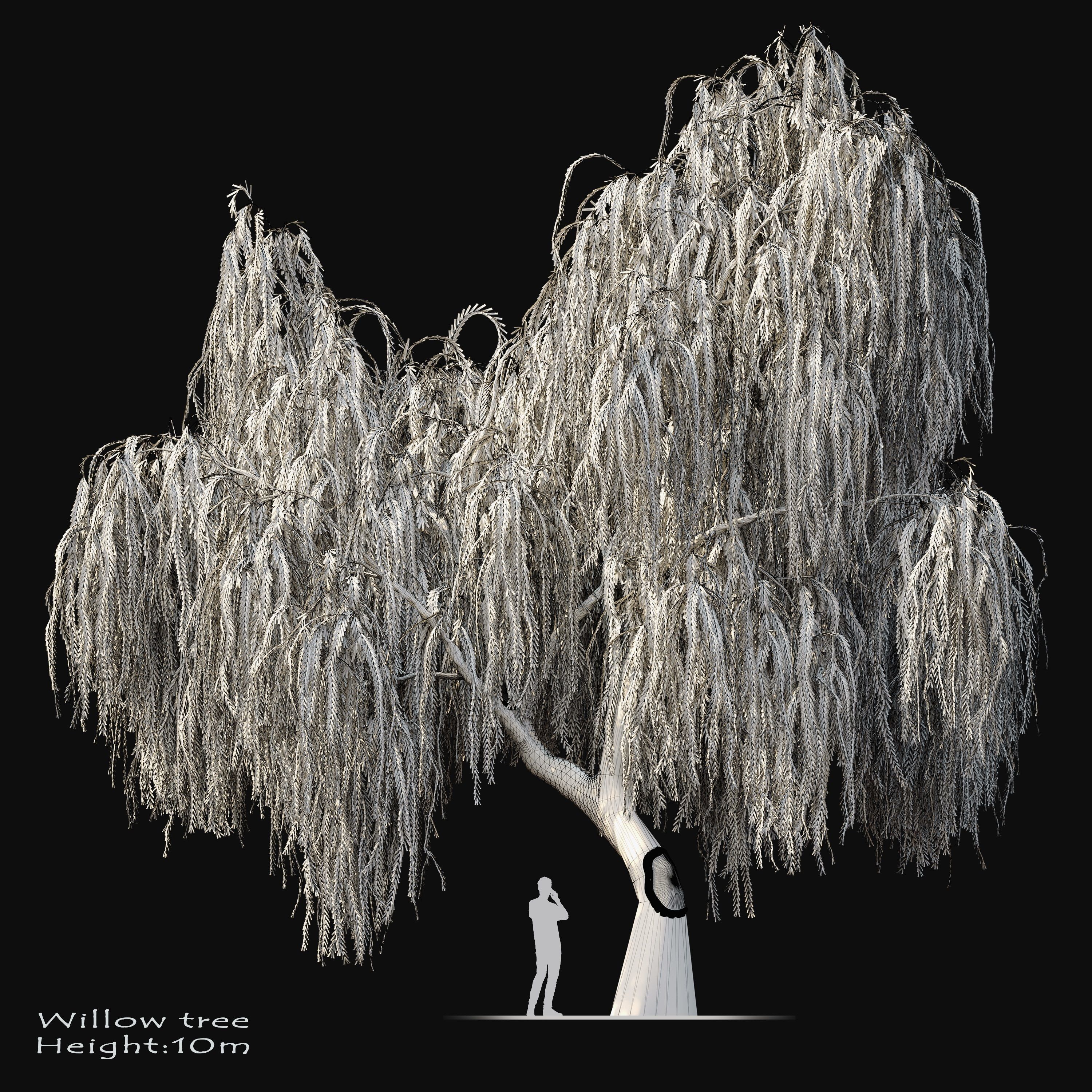 Willow tree 3D model | CGTrader