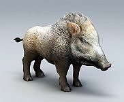 WILD HOHOL PIG 3D model | CGTrader