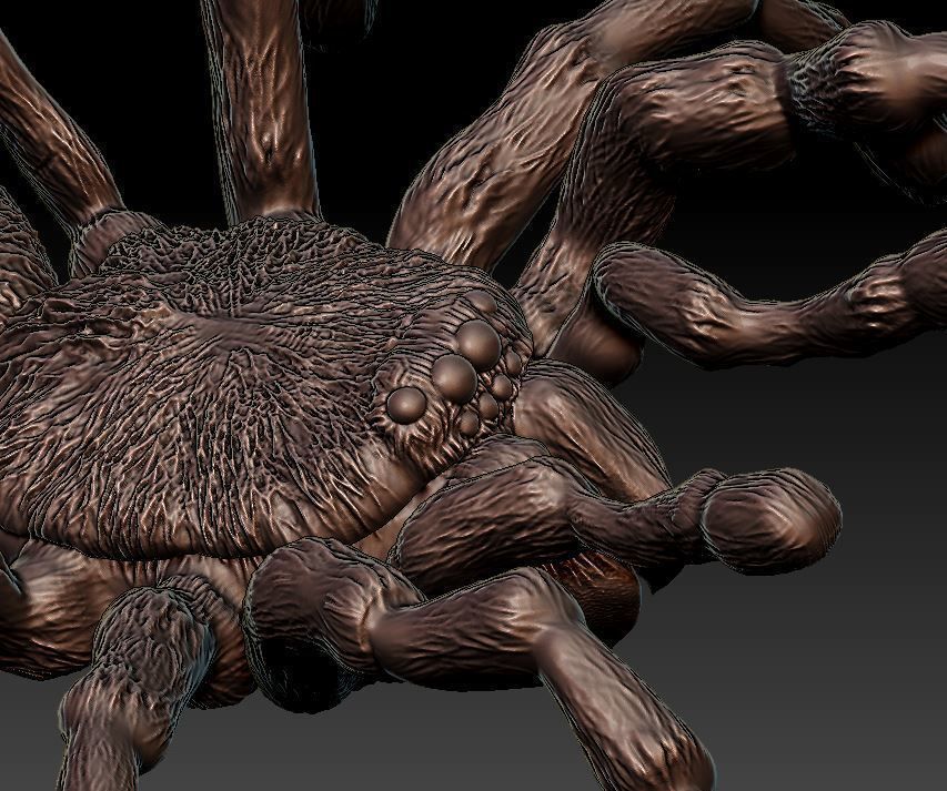 Tarantula spider 3D model 3D printable | CGTrader
