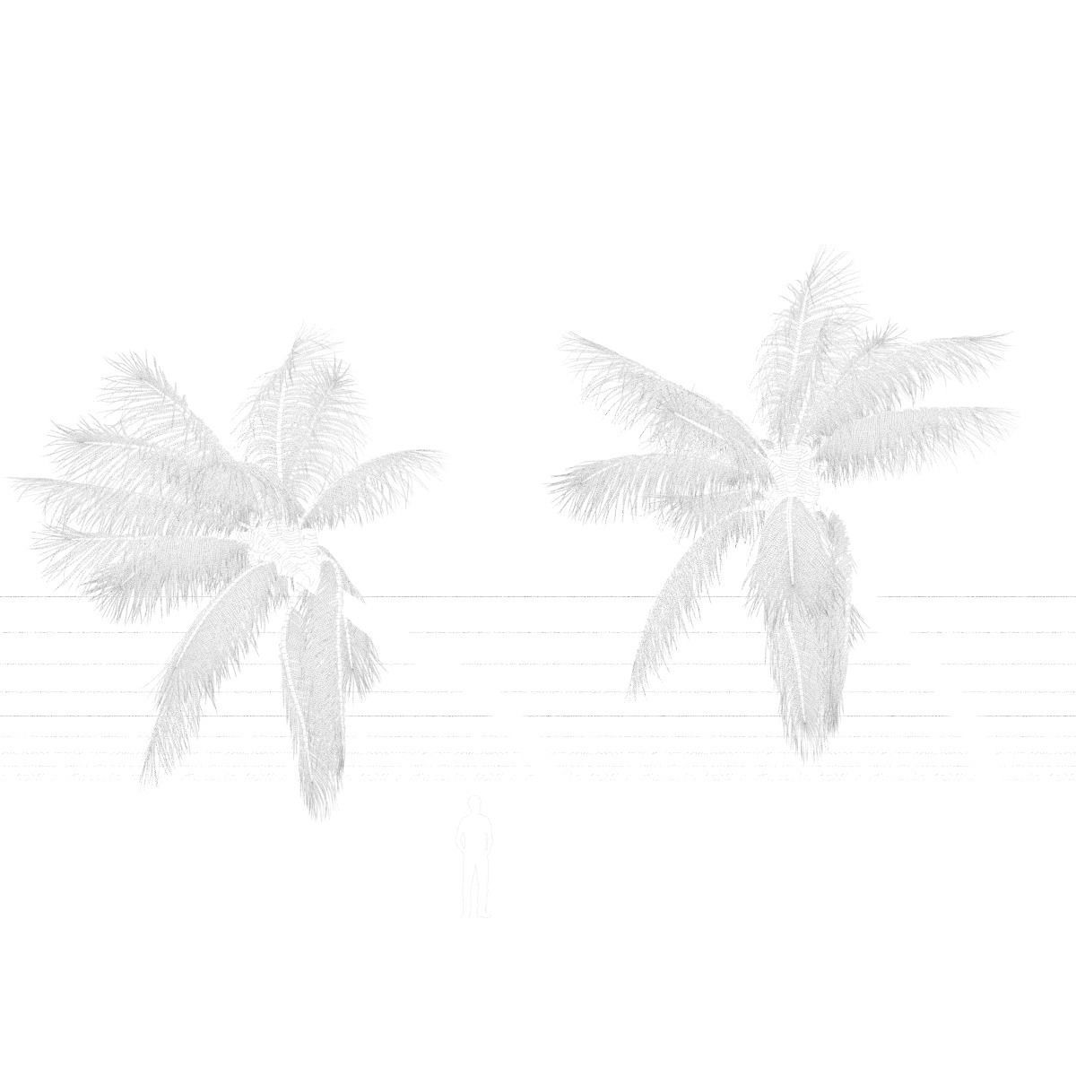 COCONUT TREE VOLUME PACK 02 - GFX INCLUDED 3D model | CGTrader