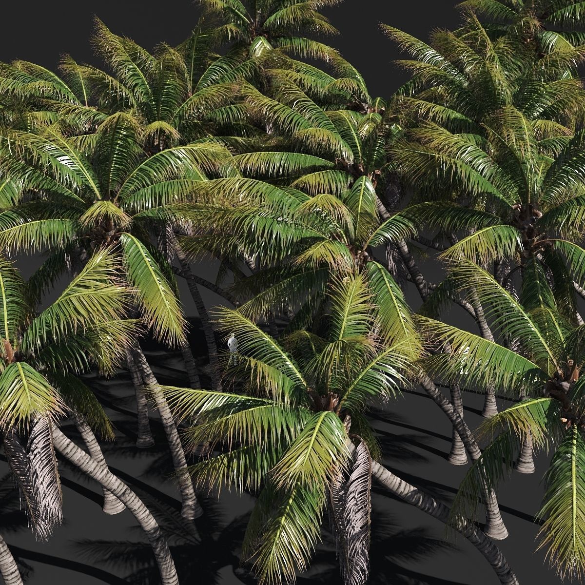 COCONUT TREE VOLUME PACK 02 - GFX INCLUDED 3D model | CGTrader