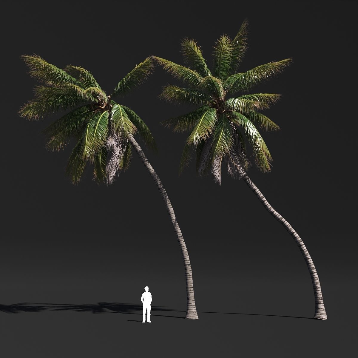 COCONUT TREE VOLUME PACK 02 - GFX INCLUDED 3D model | CGTrader