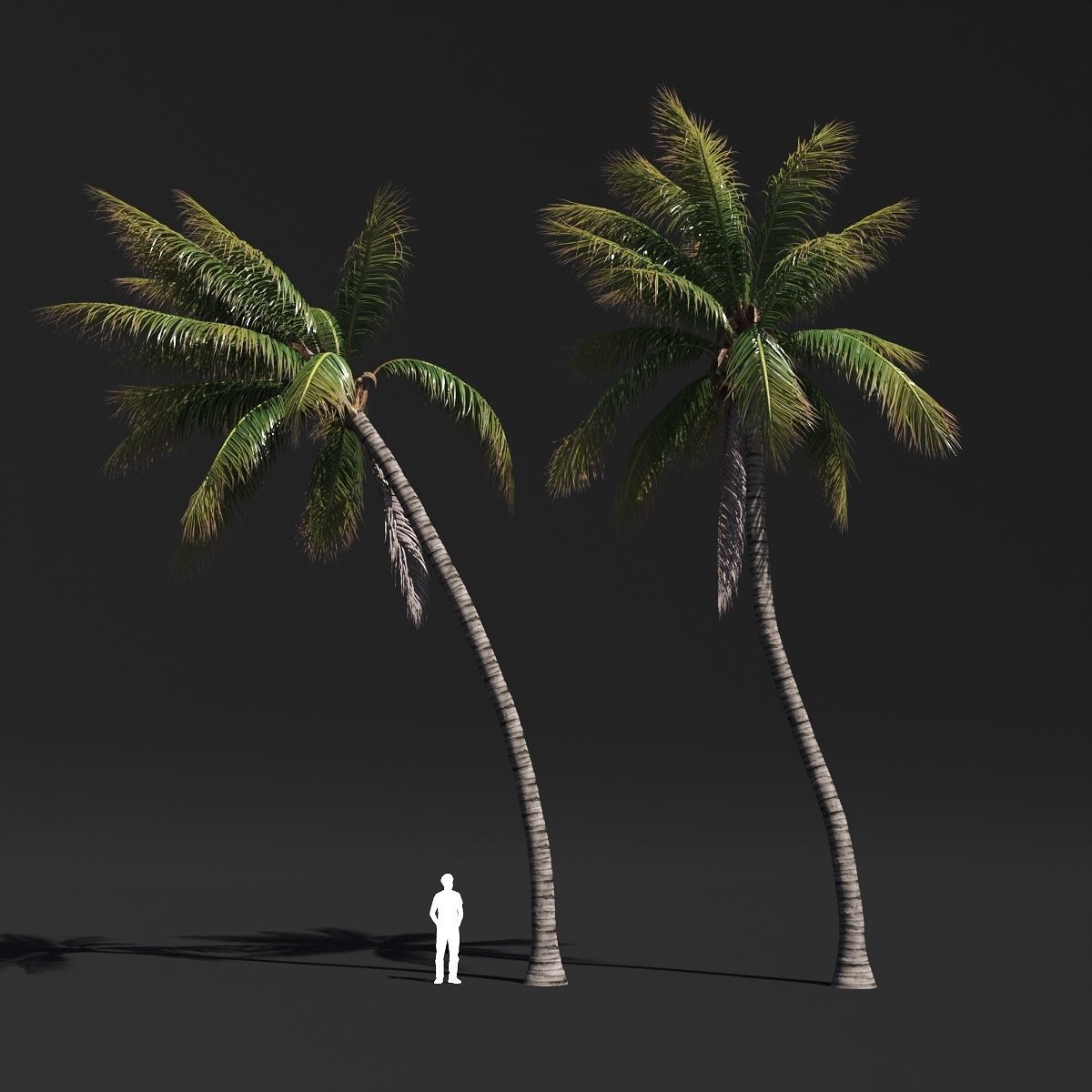 COCONUT TREE VOLUME PACK 02 - GFX INCLUDED 3D model | CGTrader