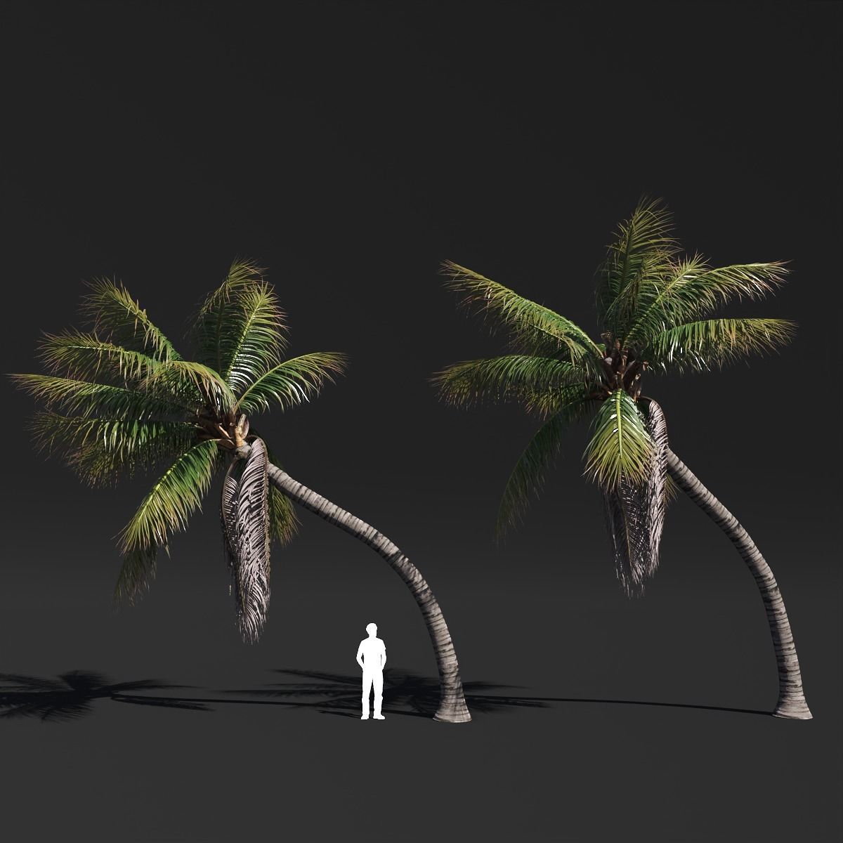 COCONUT TREE VOLUME PACK 02 - GFX INCLUDED 3D model | CGTrader
