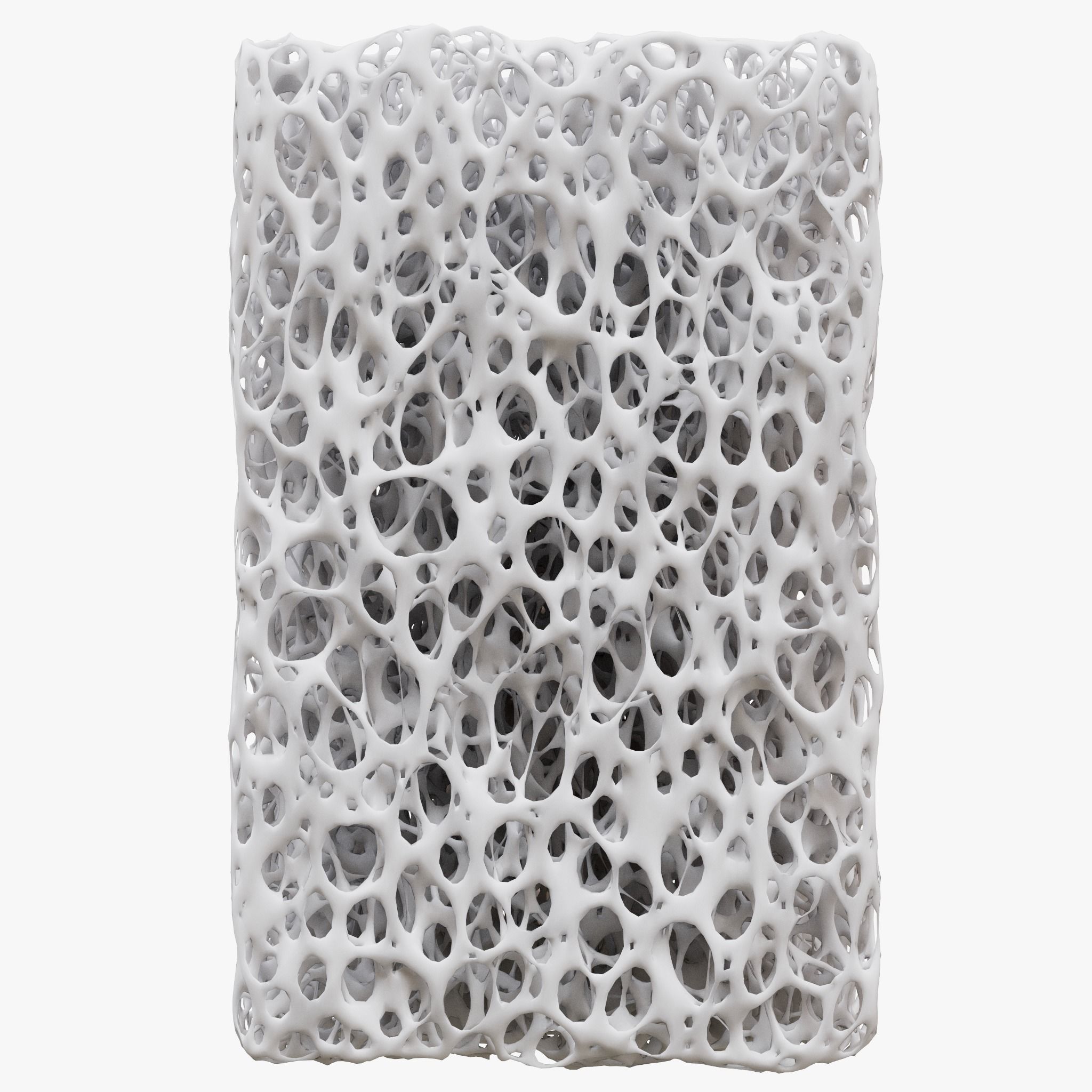 Bone Structure 3D model | CGTrader