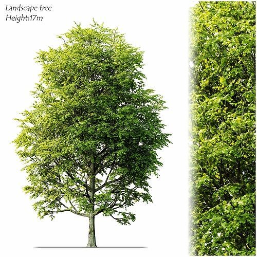 landscape tree 3D model | CGTrader