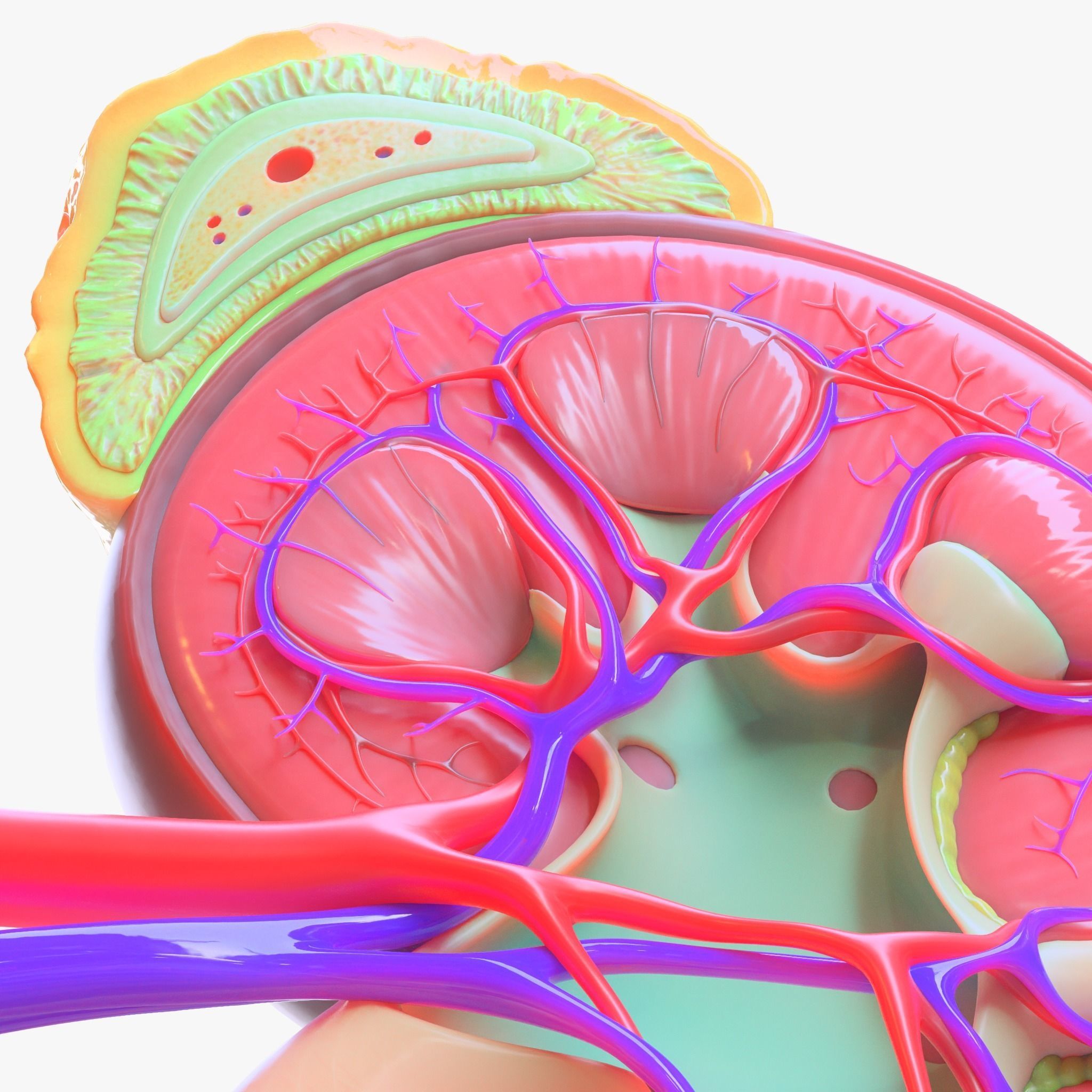 Human Kidney 3D model | CGTrader