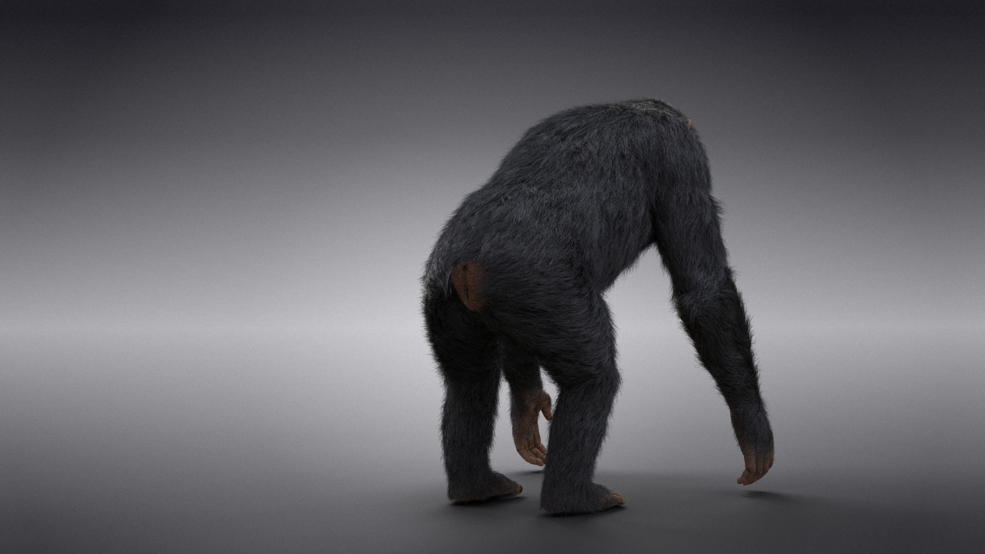 Chimpanzee Animated VFX Grace 3D model animated rigged | CGTrader