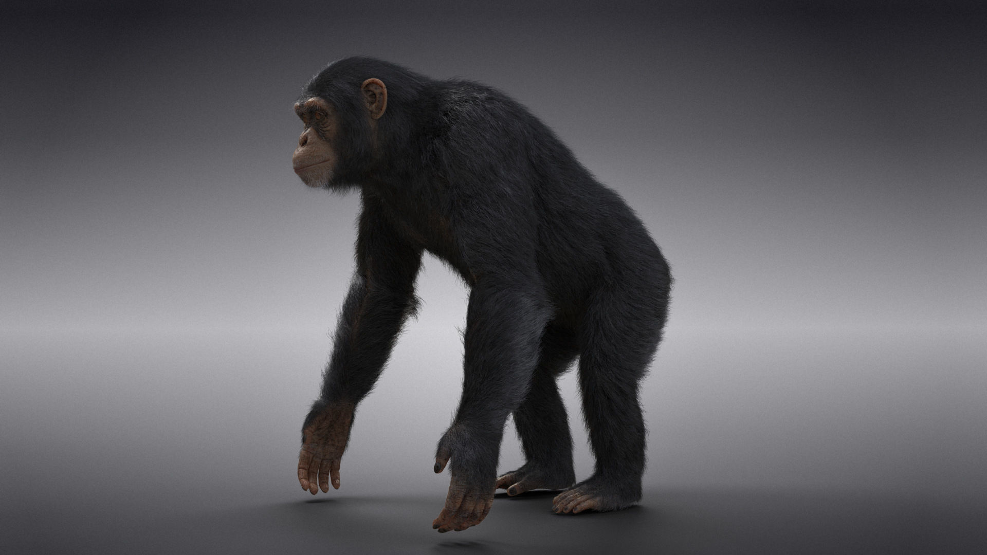 Chimpanzee Animated VFX Grace 3D model animated rigged | CGTrader