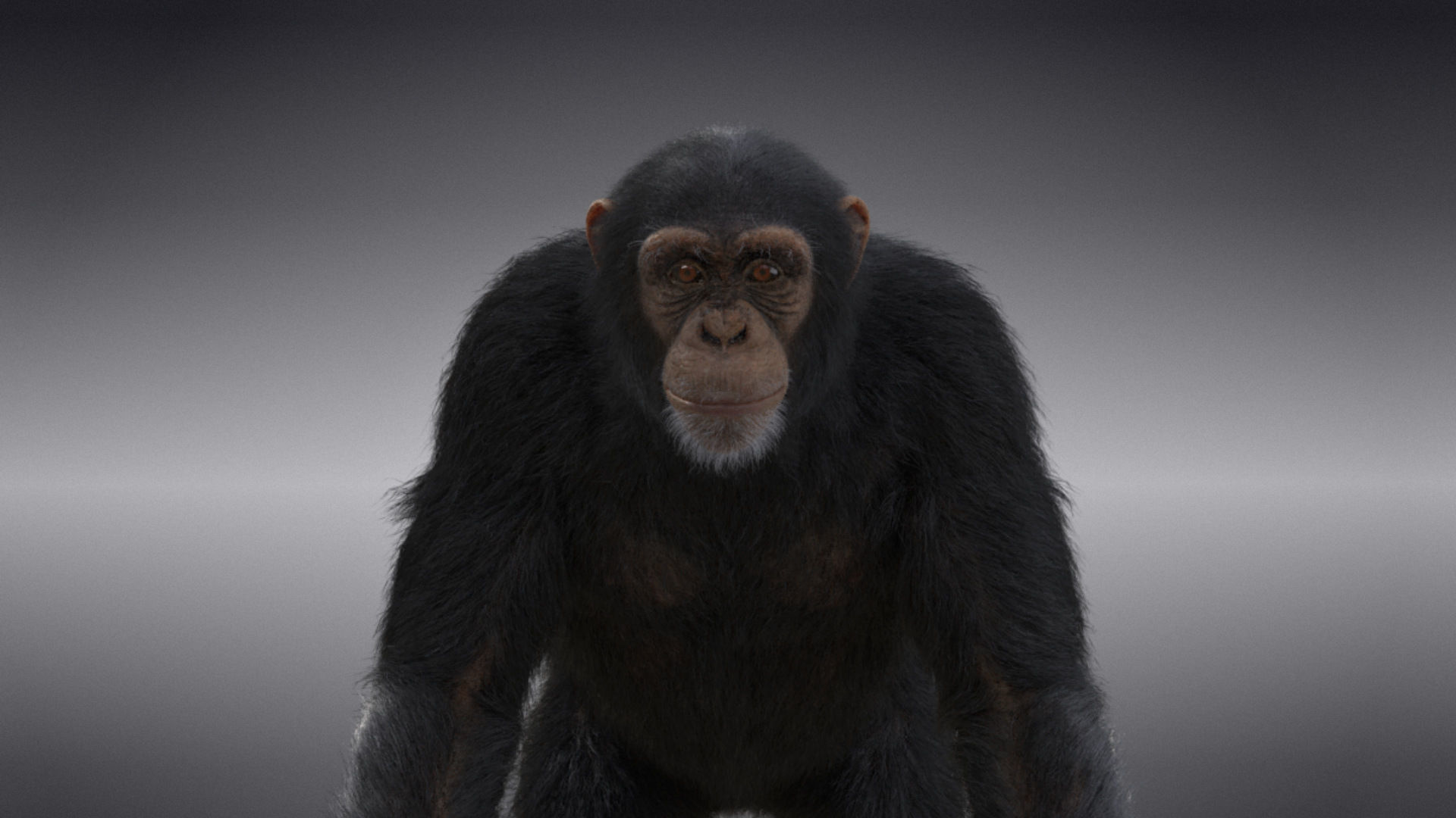 Chimpanzee Animated VFX Grace 3D model animated rigged | CGTrader