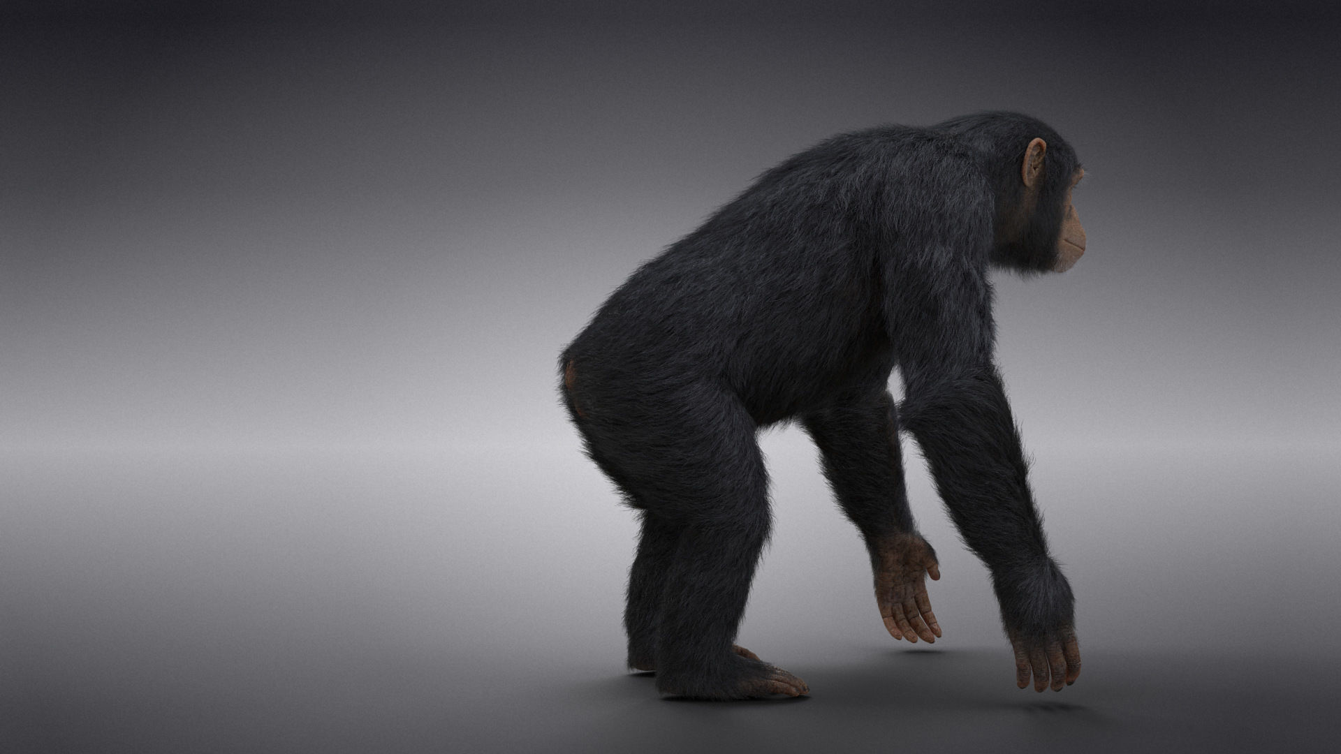 Chimpanzee Animated VFX Grace 3D model animated rigged | CGTrader