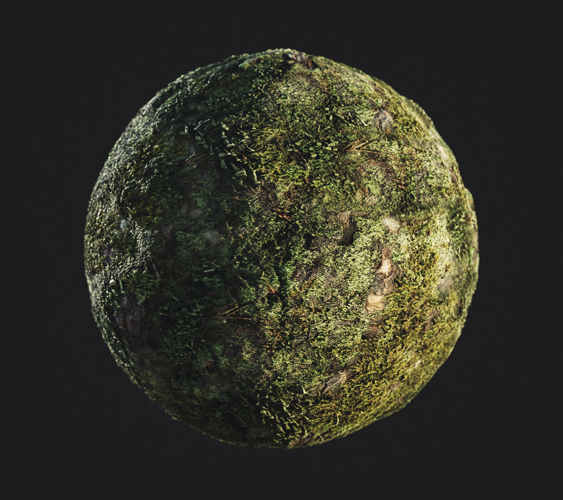 Moss on Bark PBR Seamless Texture Texture | CGTrader