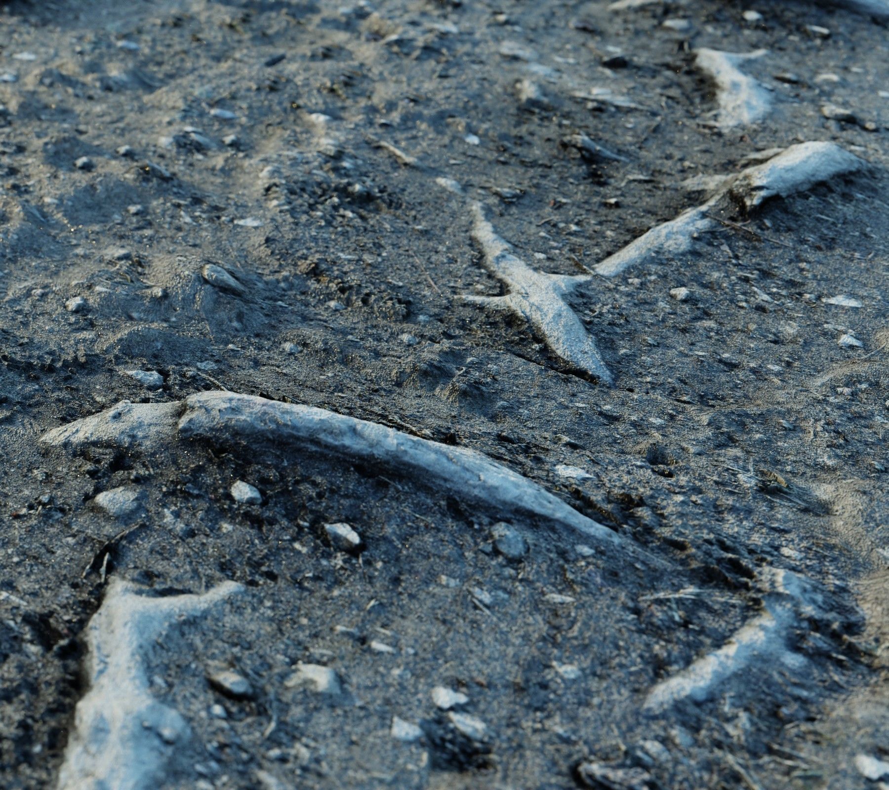 Roots in the Ground PBR Seamless Texture Texture | CGTrader