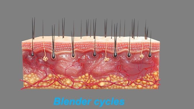 3D model skin section VR / AR / low-poly | CGTrader