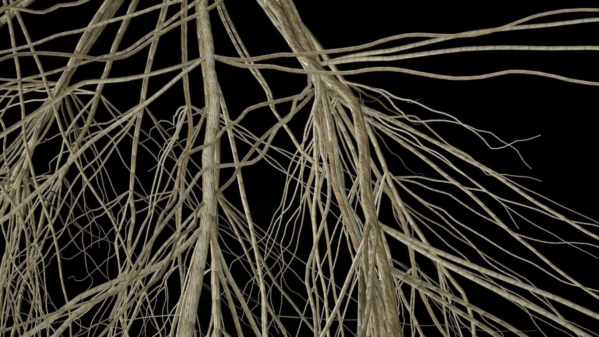 3D Wheat Root - growth animation 3D model animated | CGTrader