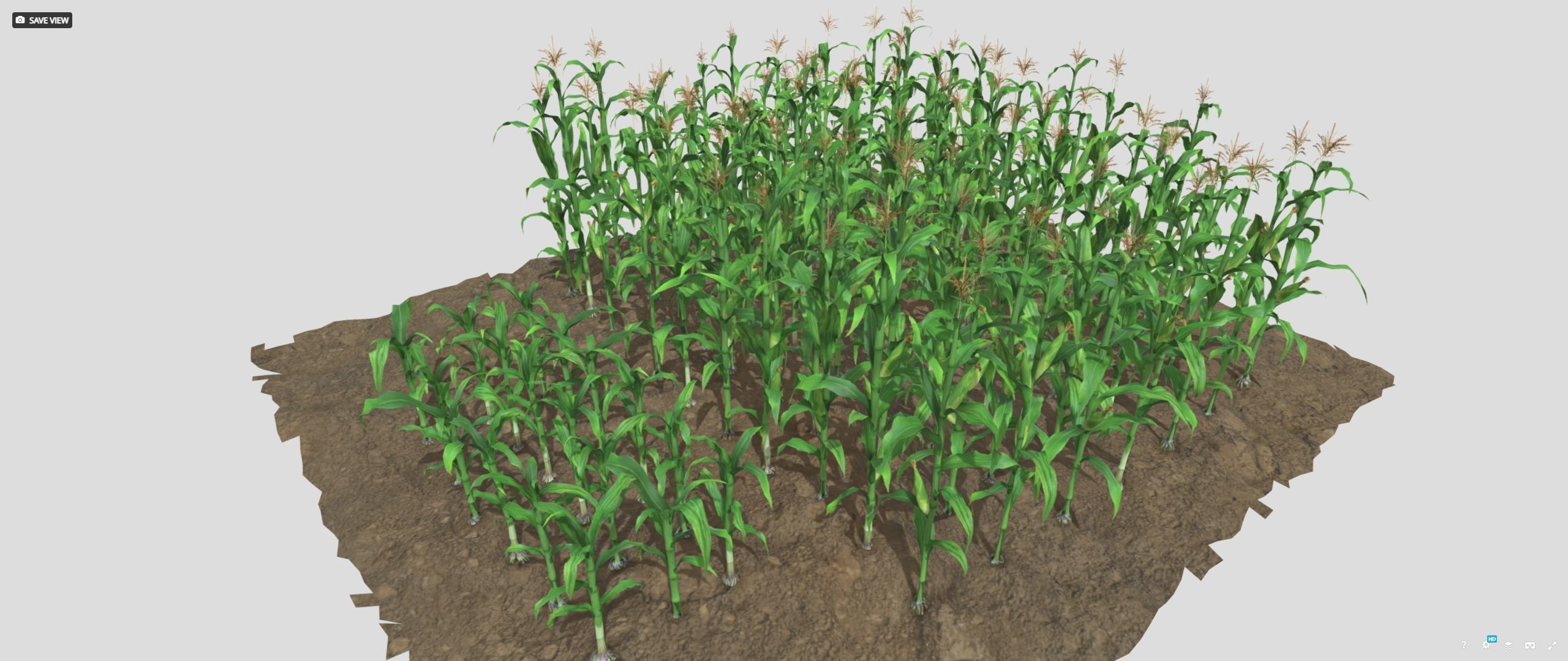 3D model Corn field VR / AR / low-poly | CGTrader
