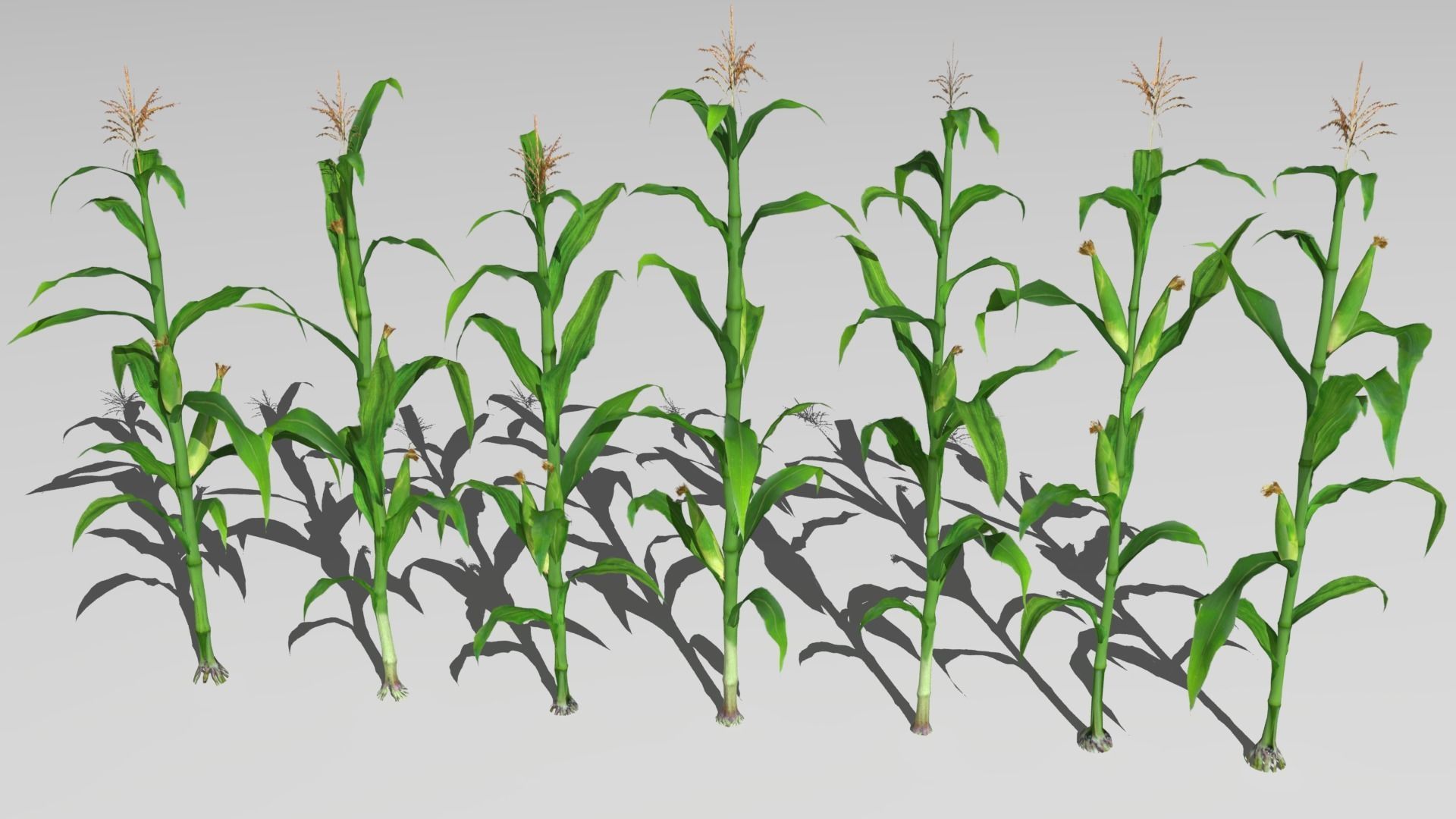 3D model Corn field VR / AR / low-poly | CGTrader