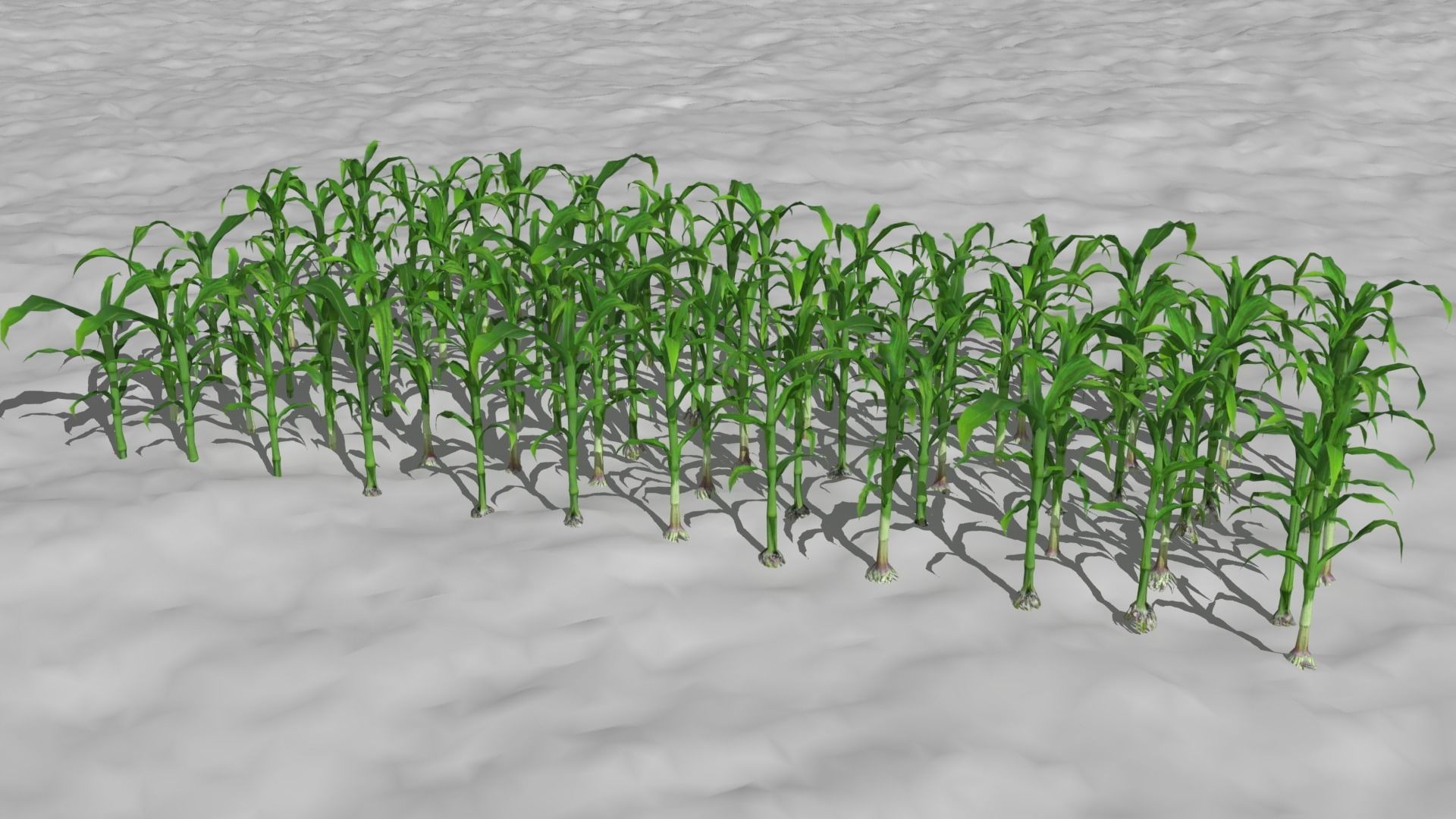 3D model Corn field VR / AR / low-poly | CGTrader