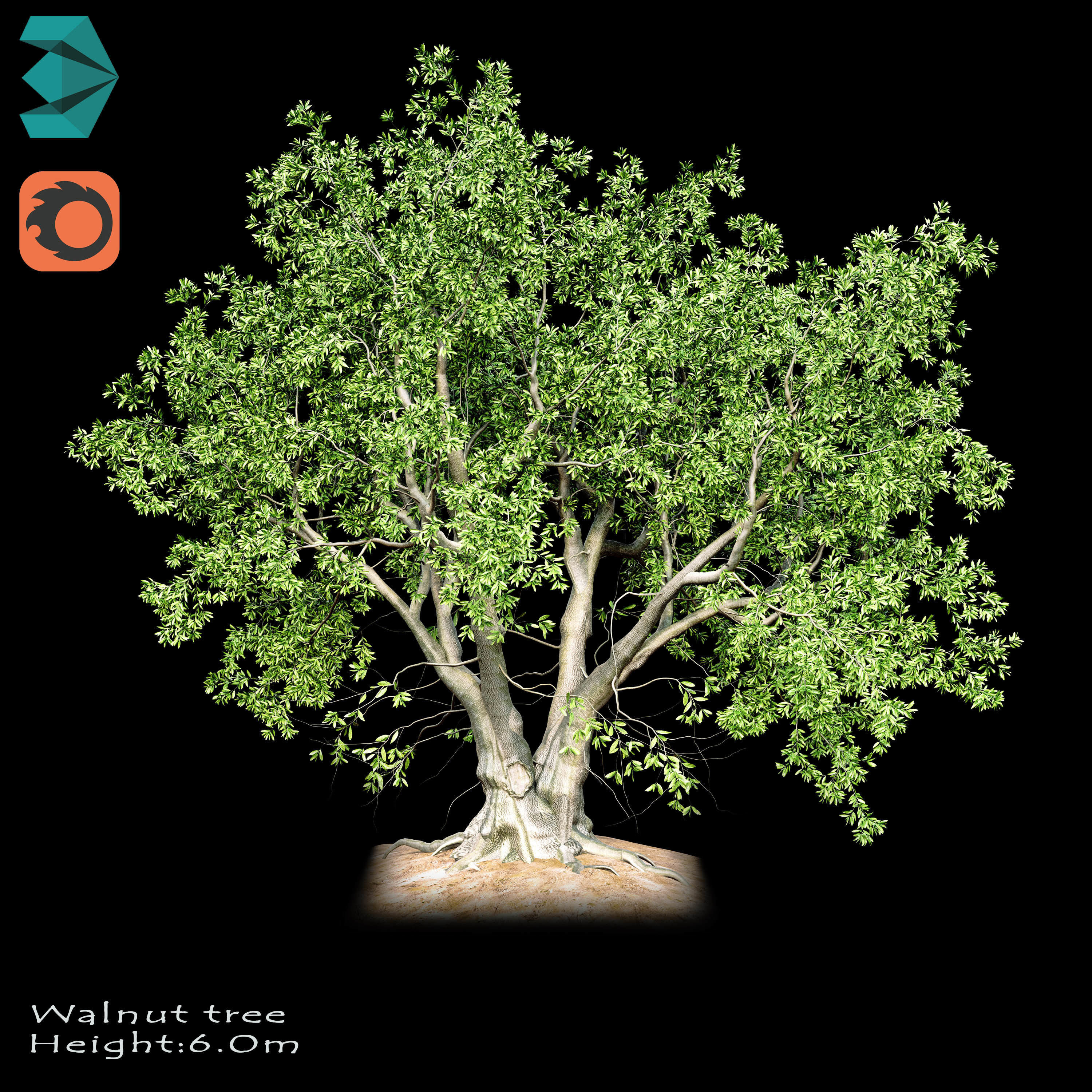 Walnut-tree walnut tree 3D model | CGTrader