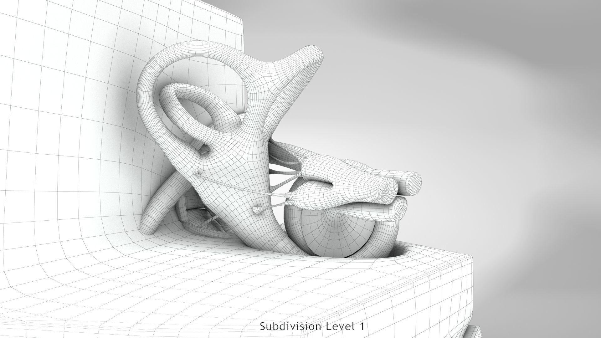 3D model Ear Anatomy VR / AR / low-poly | CGTrader