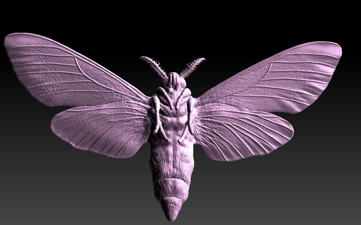 Night butterfly moth 3D model 3D printable | CGTrader