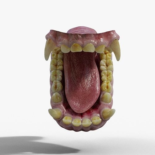 Gorilla Canine Teeth
