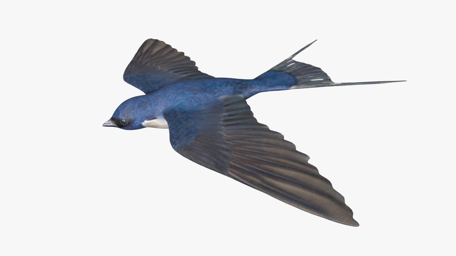 3D model swallow VR / AR / low-poly | CGTrader