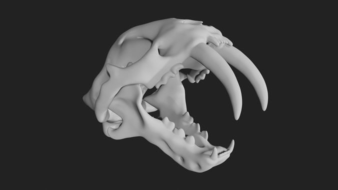 3D model Sabertooth Smilodon tiger Skull VR / AR / low-poly | CGTrader