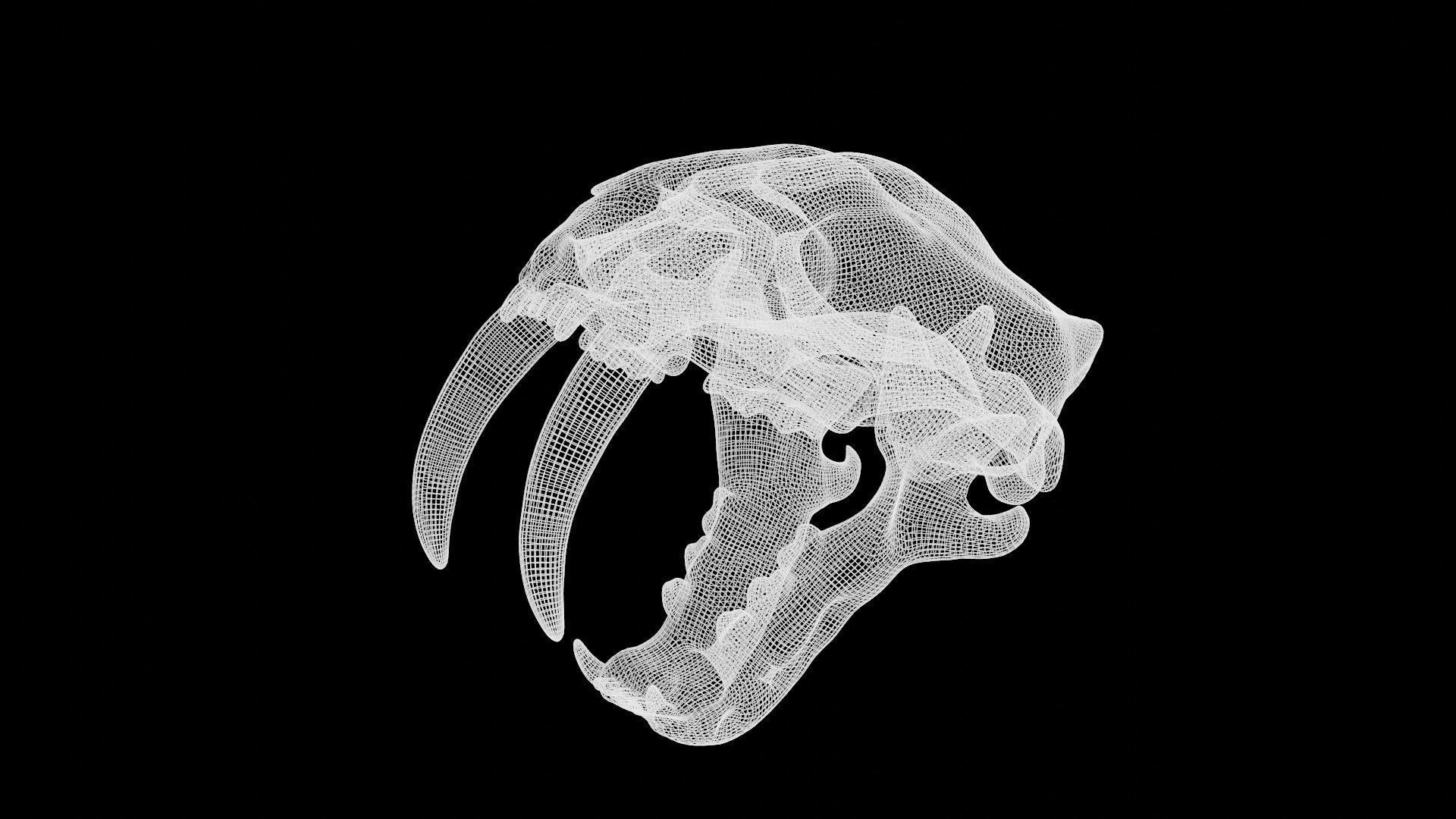 3D model Sabertooth Smilodon tiger Skull VR / AR / low-poly | CGTrader