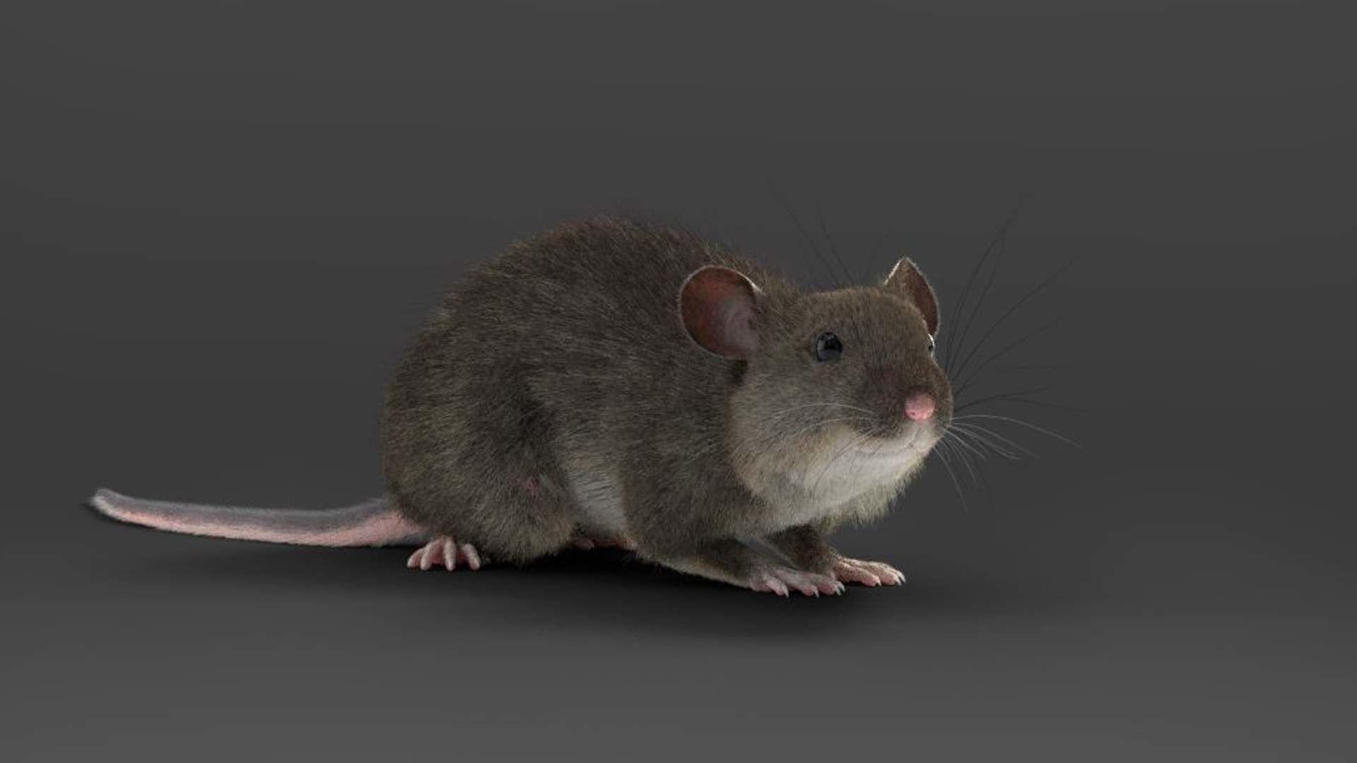 Rat Mouse Rigged VFX Grace 3D model rigged | CGTrader