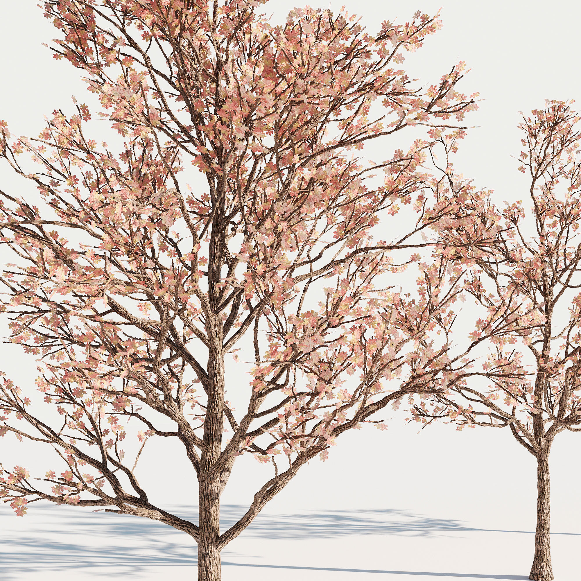 Autumn Tree 3D model | CGTrader