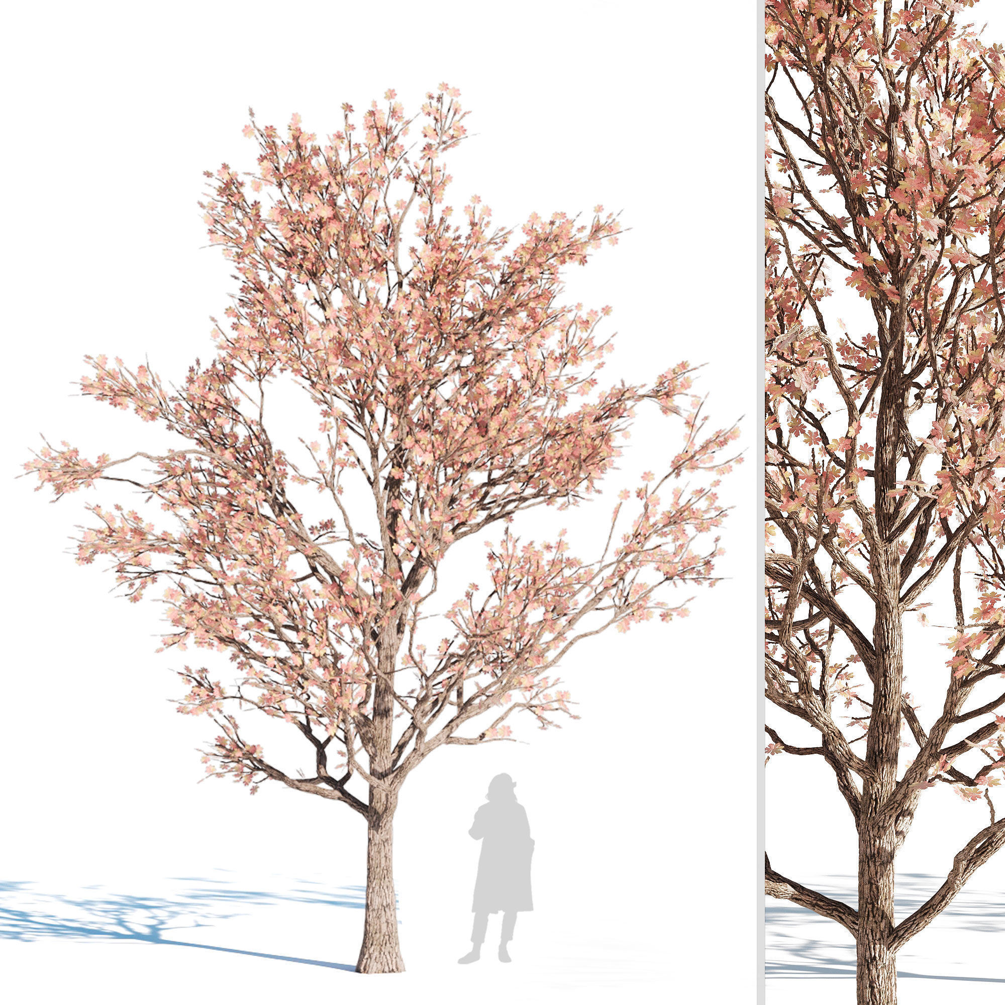 Autumn Tree 3D model | CGTrader