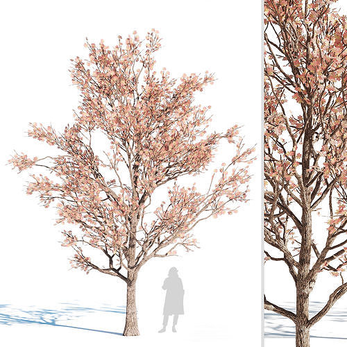 Autumn Tree 3D model | CGTrader