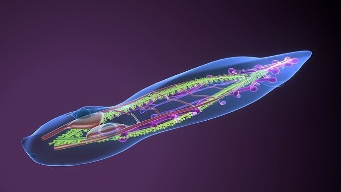 Planarian Flatworm 3d Model Cgtrader