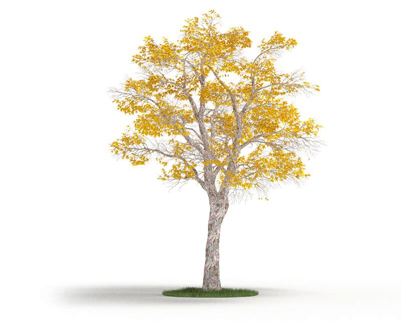 Tree In Autumn 3D model | CGTrader
