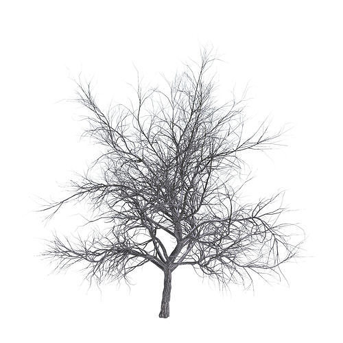 Bare tree 3D model | CGTrader