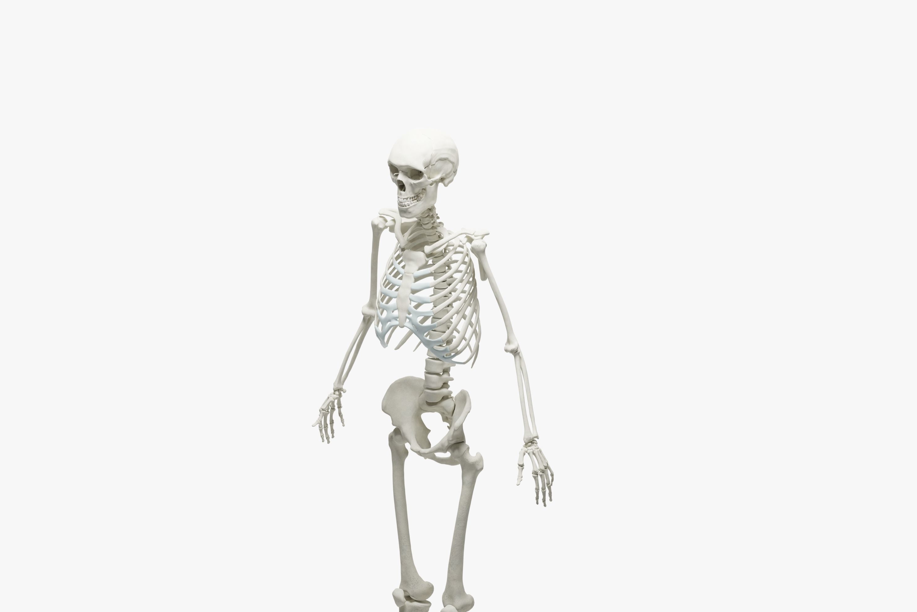 3D model Ultimate 3D Human Skeleton Model - Medically Accurate 3d Model ...