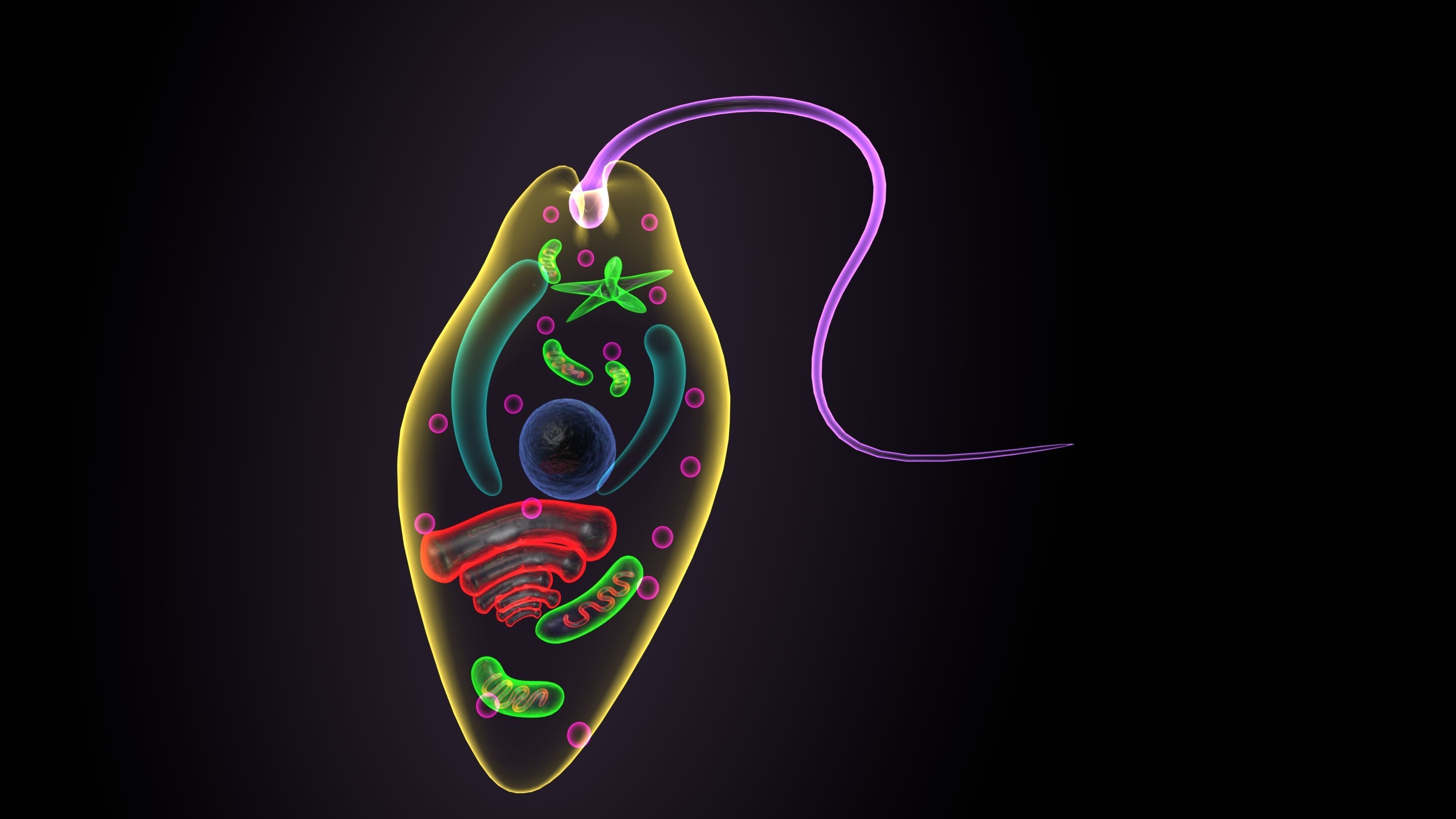 euglena 3D model | CGTrader
