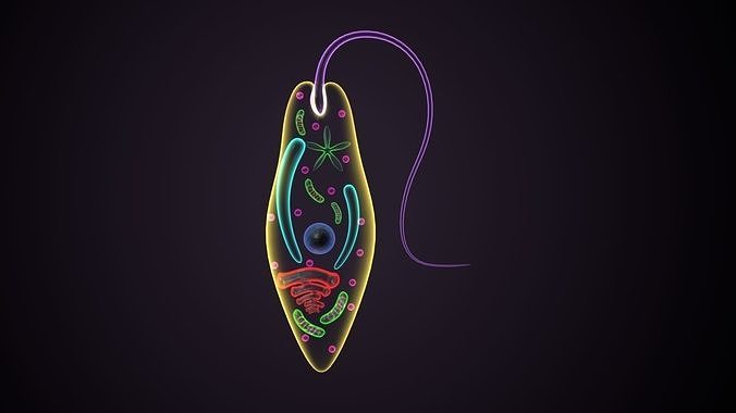 euglena 3D model | CGTrader