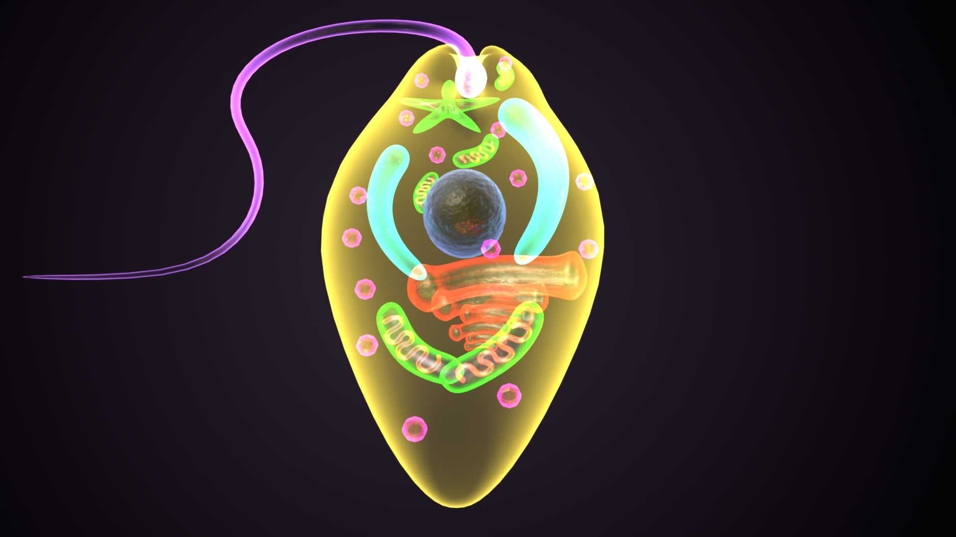 euglena 3D model | CGTrader