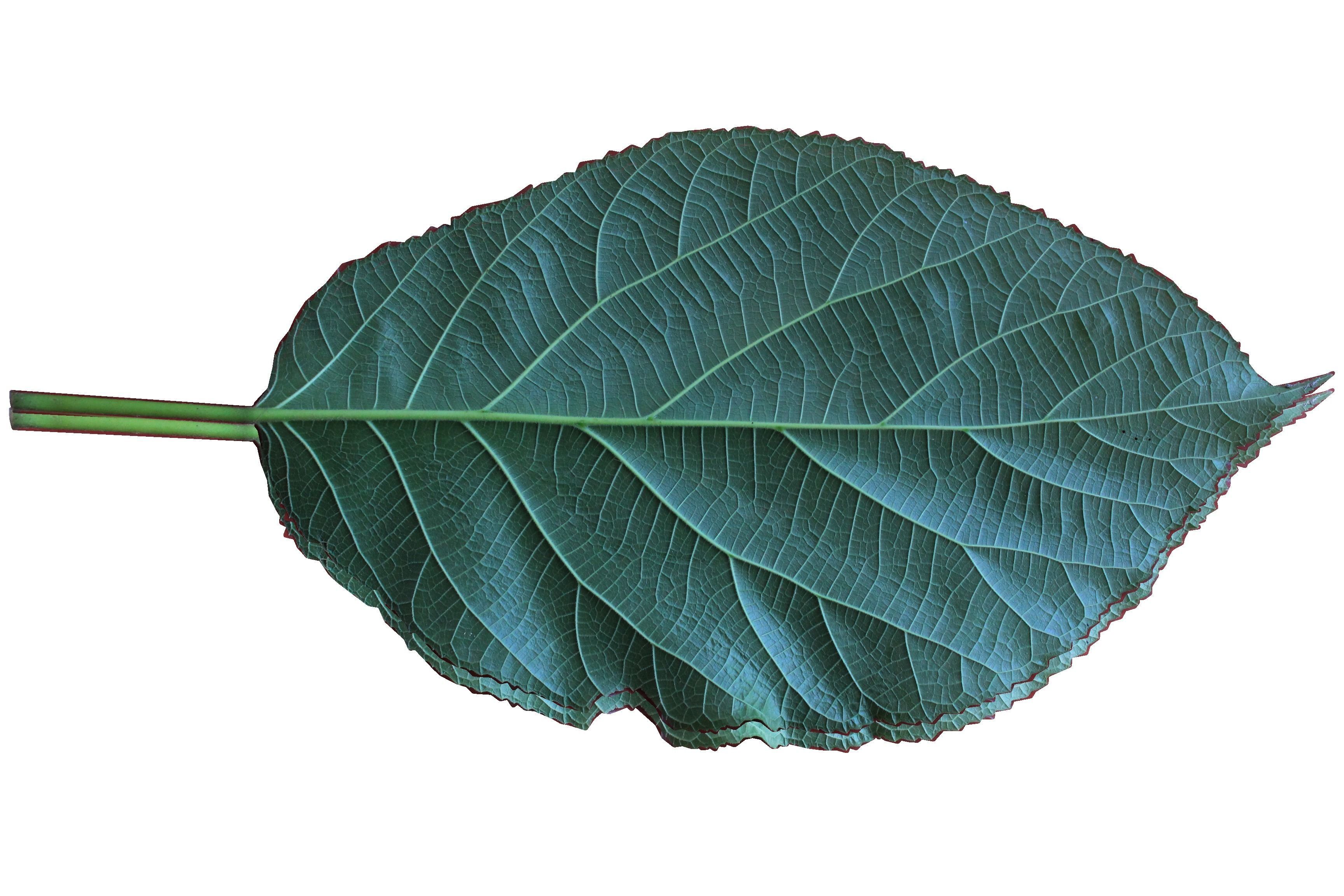3D model Realistic Leaf Texture VR / AR / low-poly | CGTrader