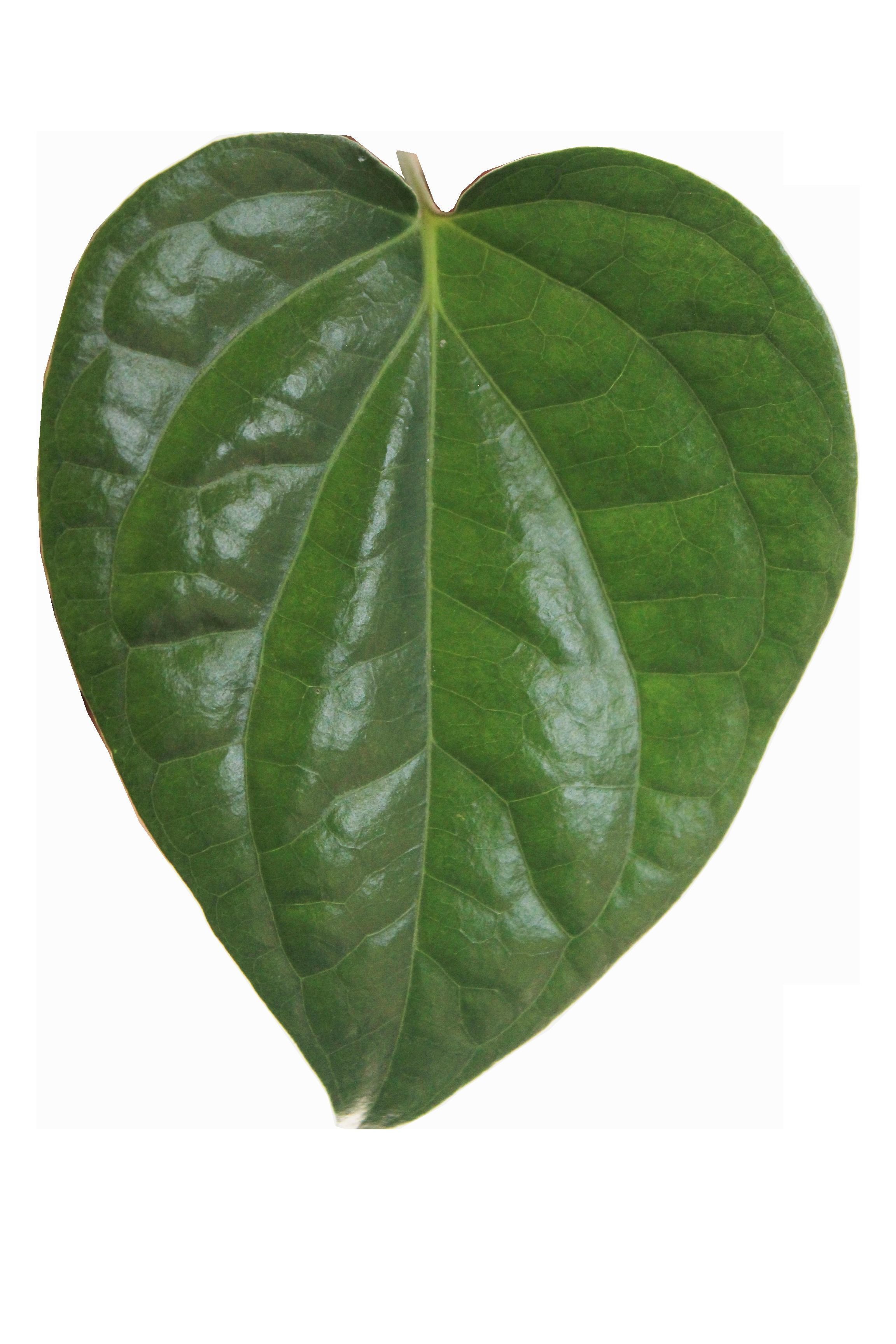 3D model Realistic Leaf Texture VR / AR / low-poly | CGTrader