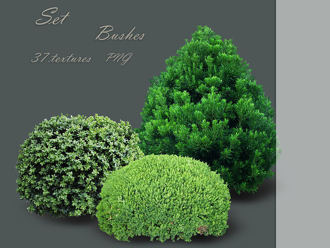 Texture Set of textures bushes PNG VR / AR / low-poly | CGTrader