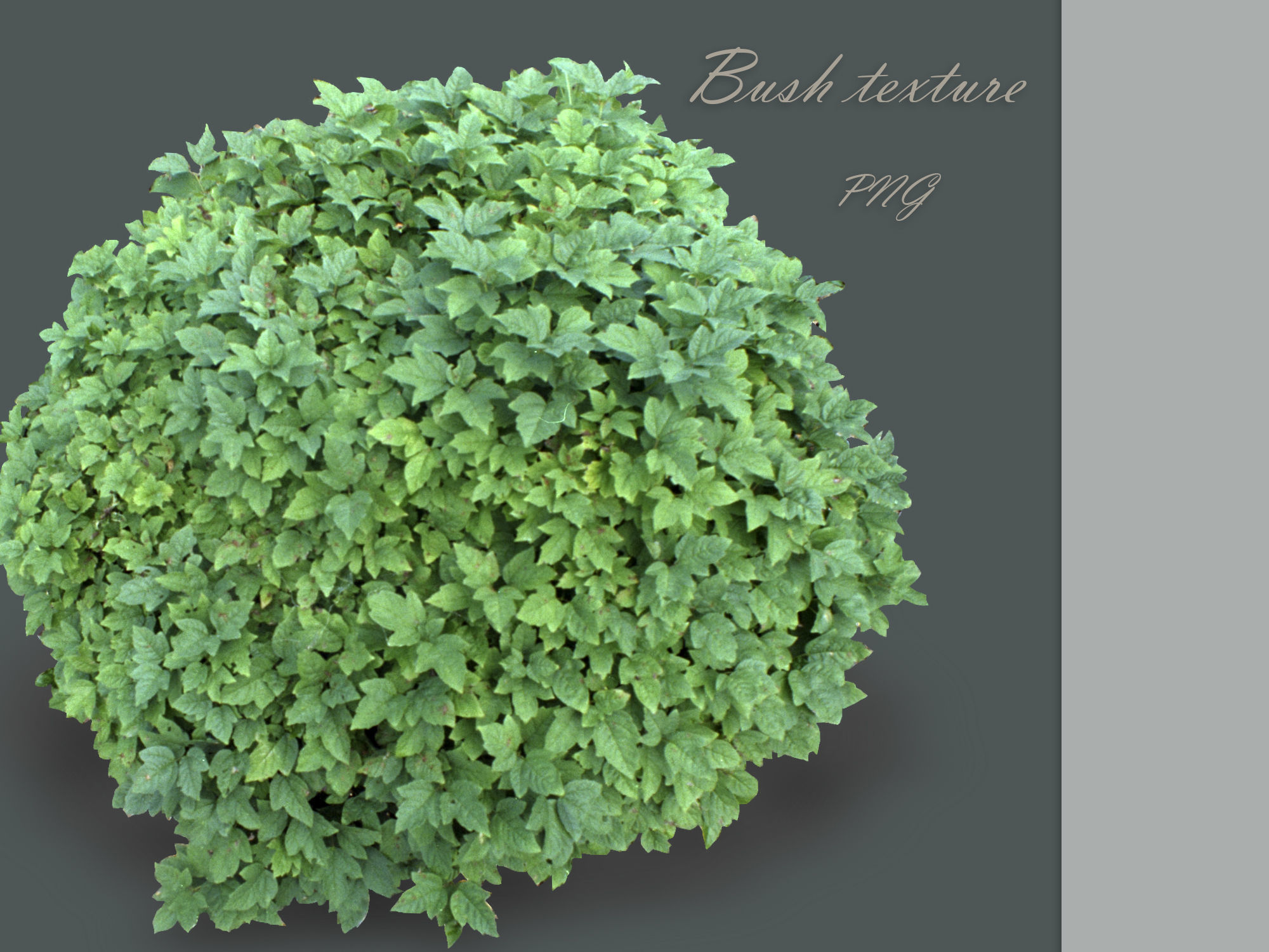 Texture Set of textures bushes PNG VR / AR / low-poly | CGTrader