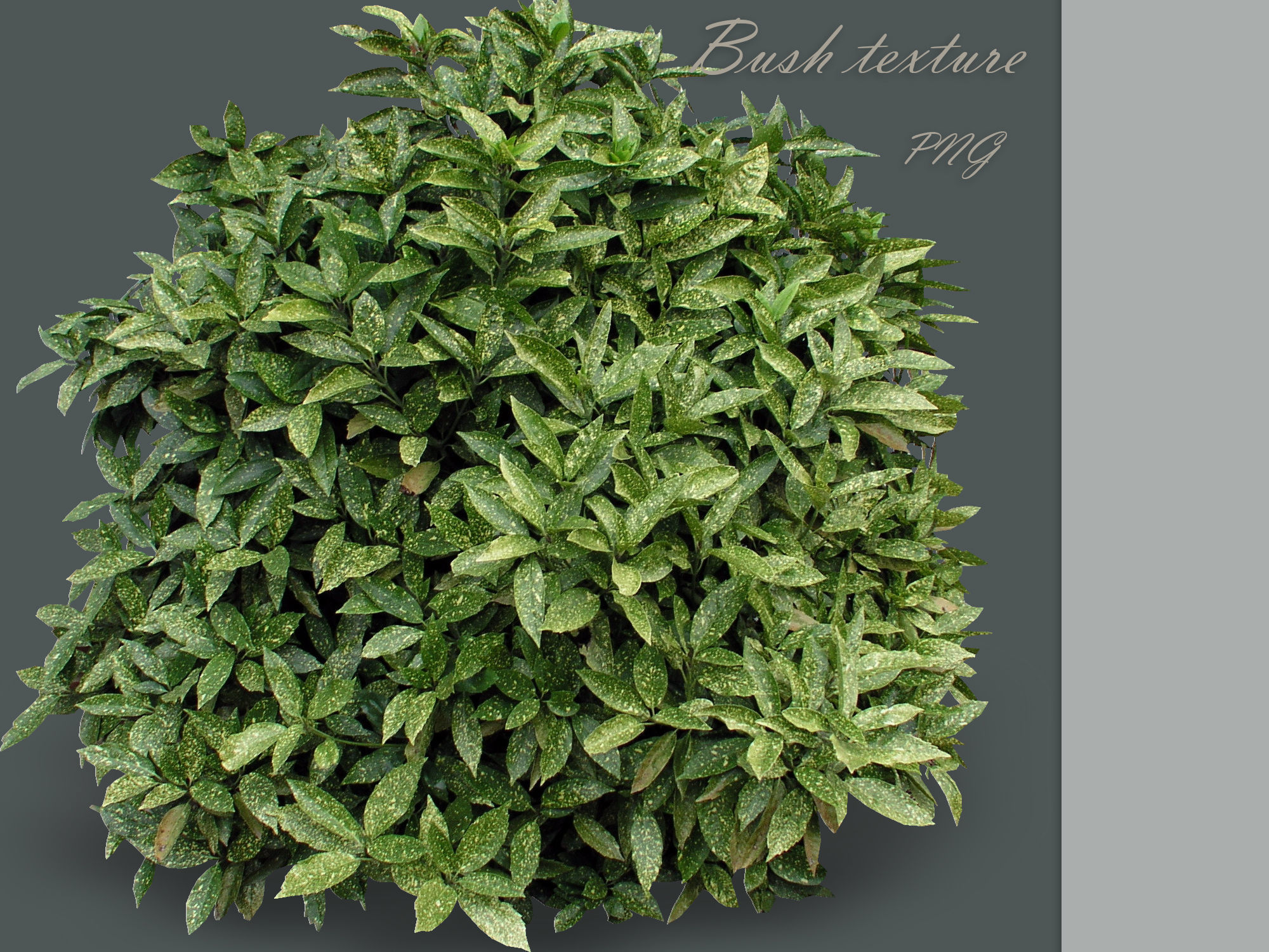 Texture Set of textures bushes PNG VR / AR / low-poly | CGTrader