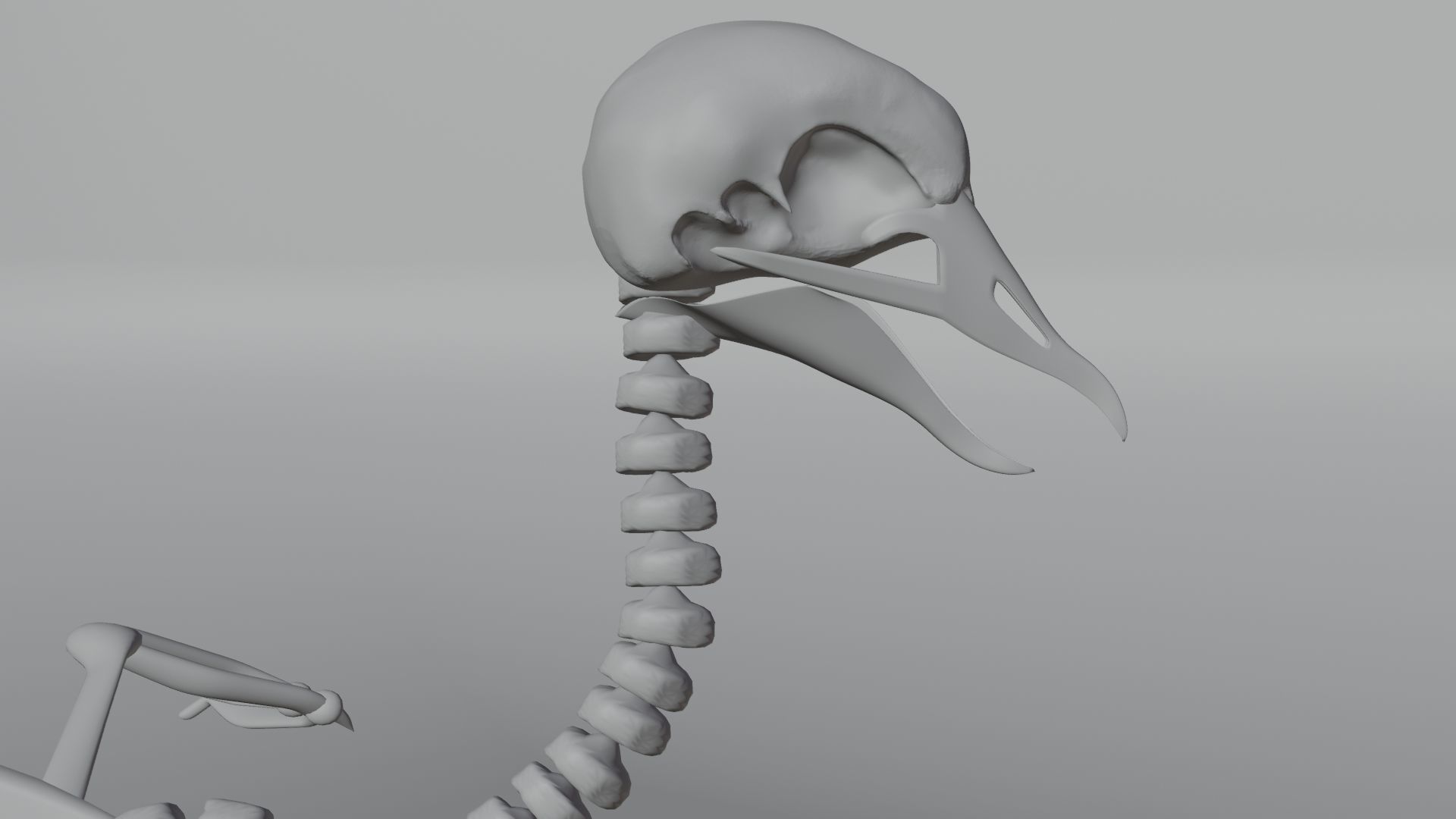 bird skeleton 3D model | CGTrader