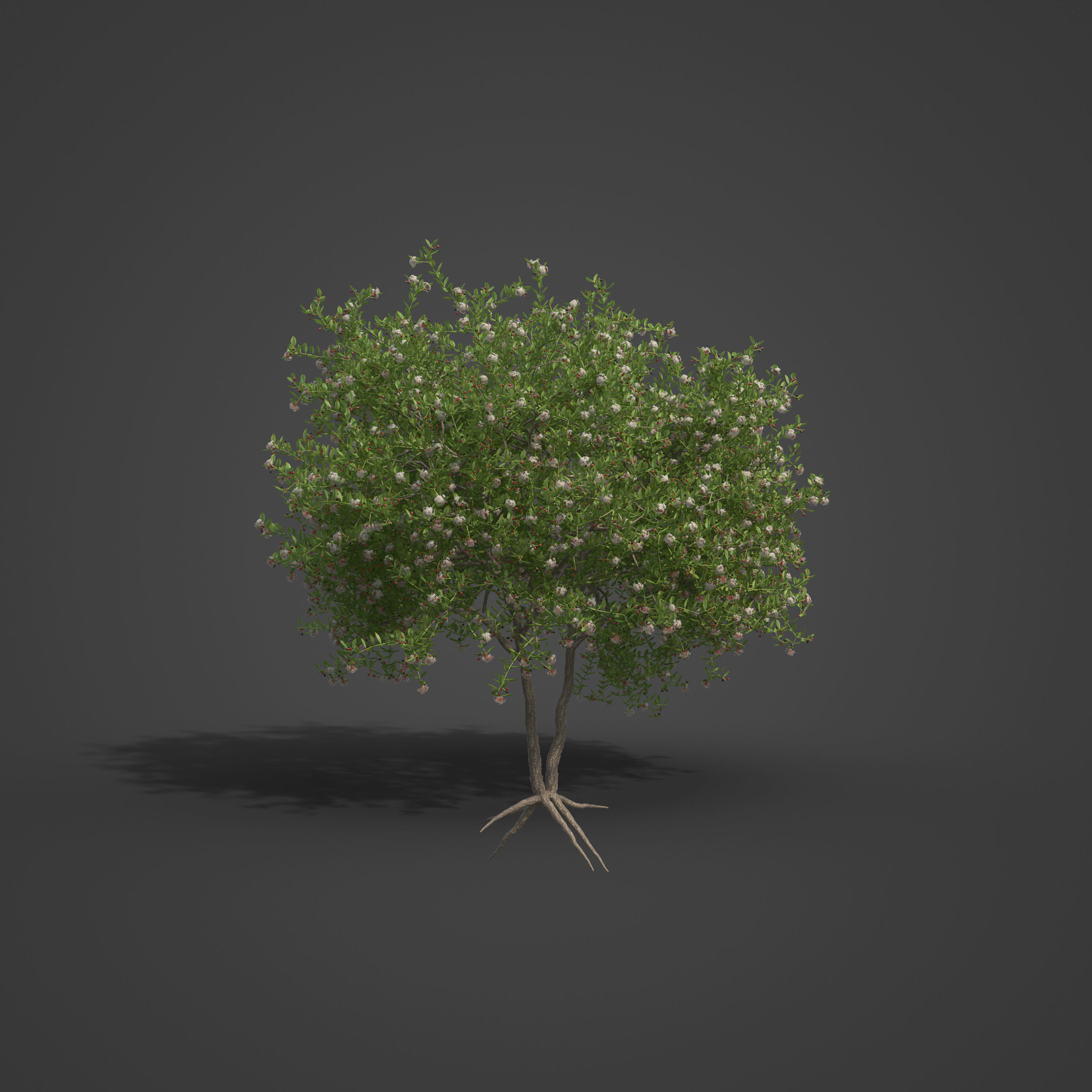 2021 PBR Egyptian Carissa Collection - Carissa Edulis 3D model | CGTrader